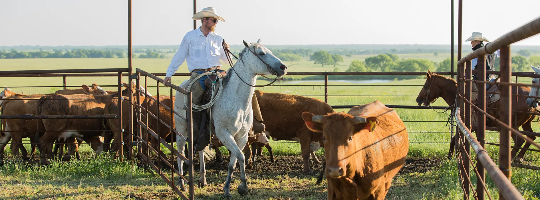 Independent Cattlemen of Nebraska (ICON) | Become A Member Today!