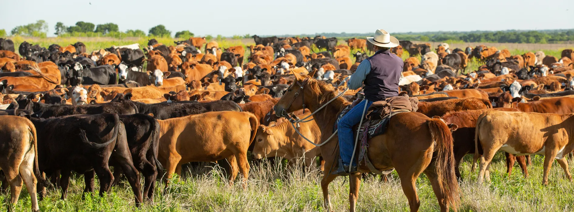 Independent Cattlemen of Nebraska (ICON) | Become A Member Today!